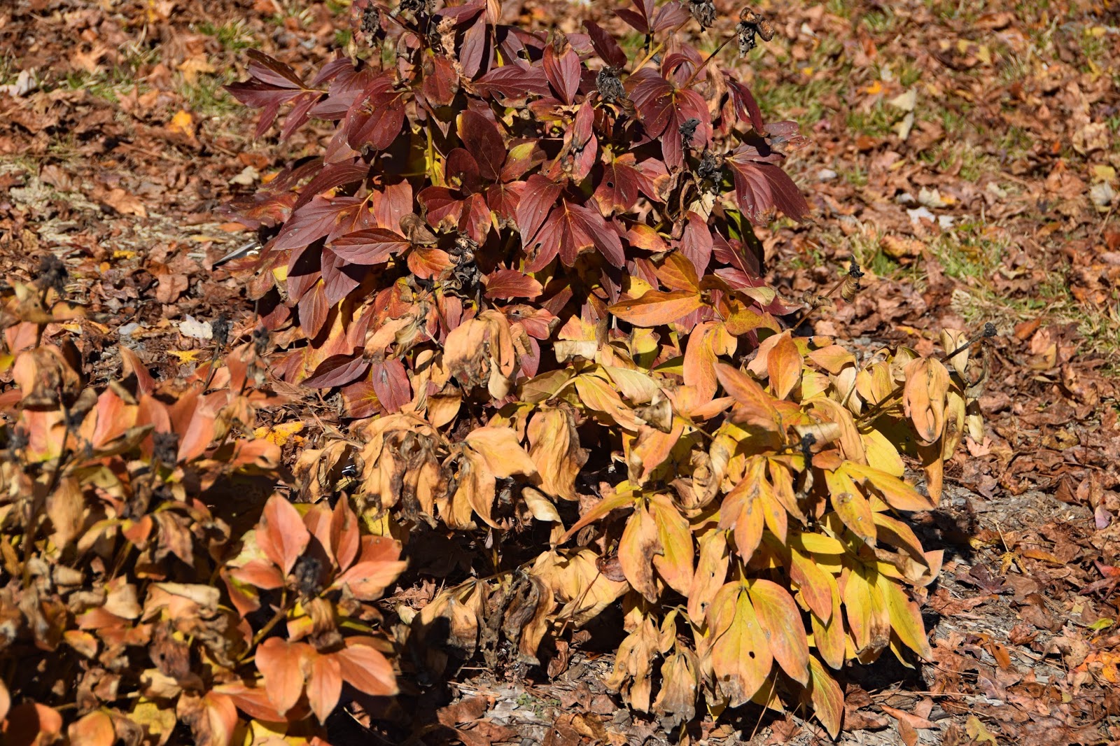 Southern Peony: 2016 Herbaceous vs. Intersectional Fall Foliage