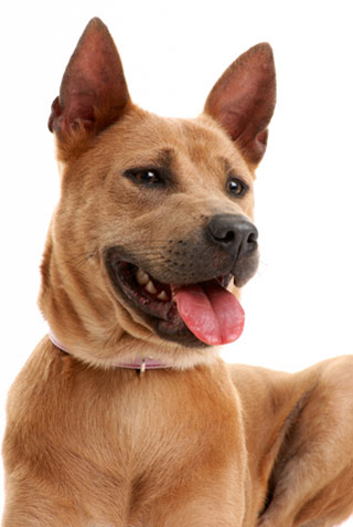 Everything about your Thai Ridgeback - Luv My Dogs
