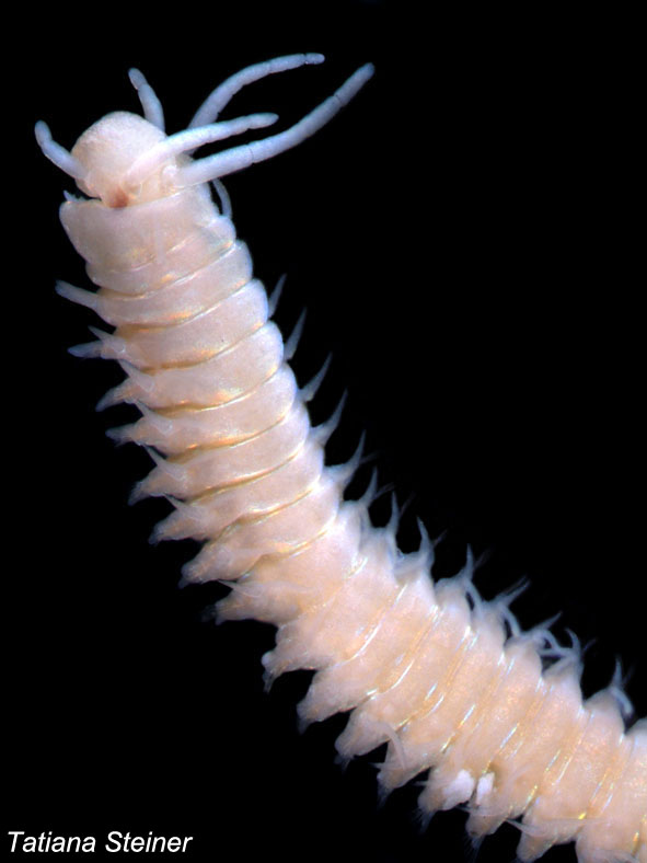 PROJETOBIOMAR: 07/08/2013