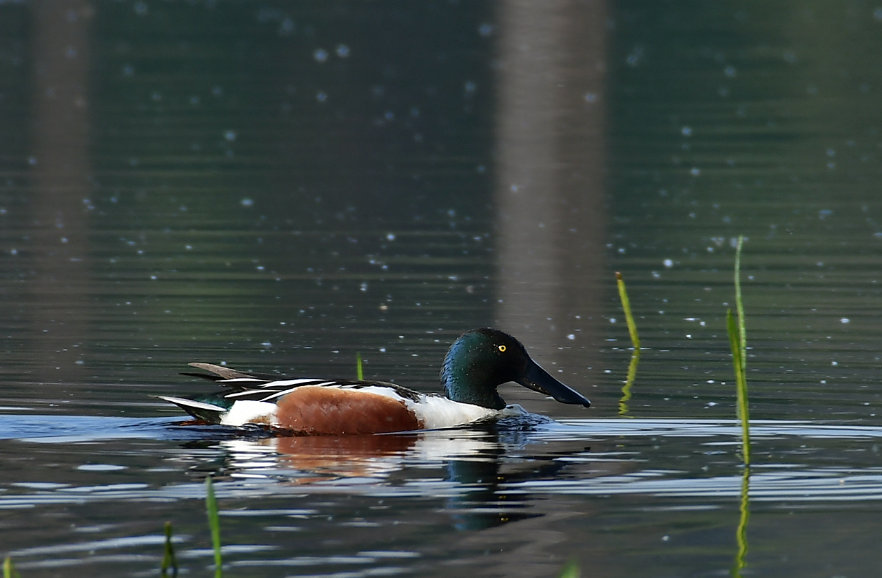 Jozef van der Heijden - Natuurfotografie: Slobeenden, Zomertaling en de ...