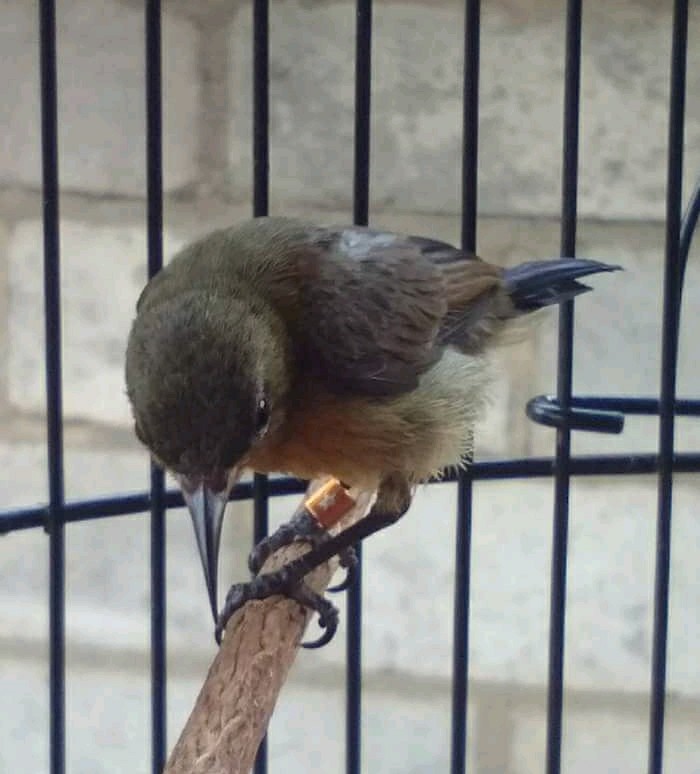 Cara Membedakan Burung Kolibri Ninja Jantan dan Betina