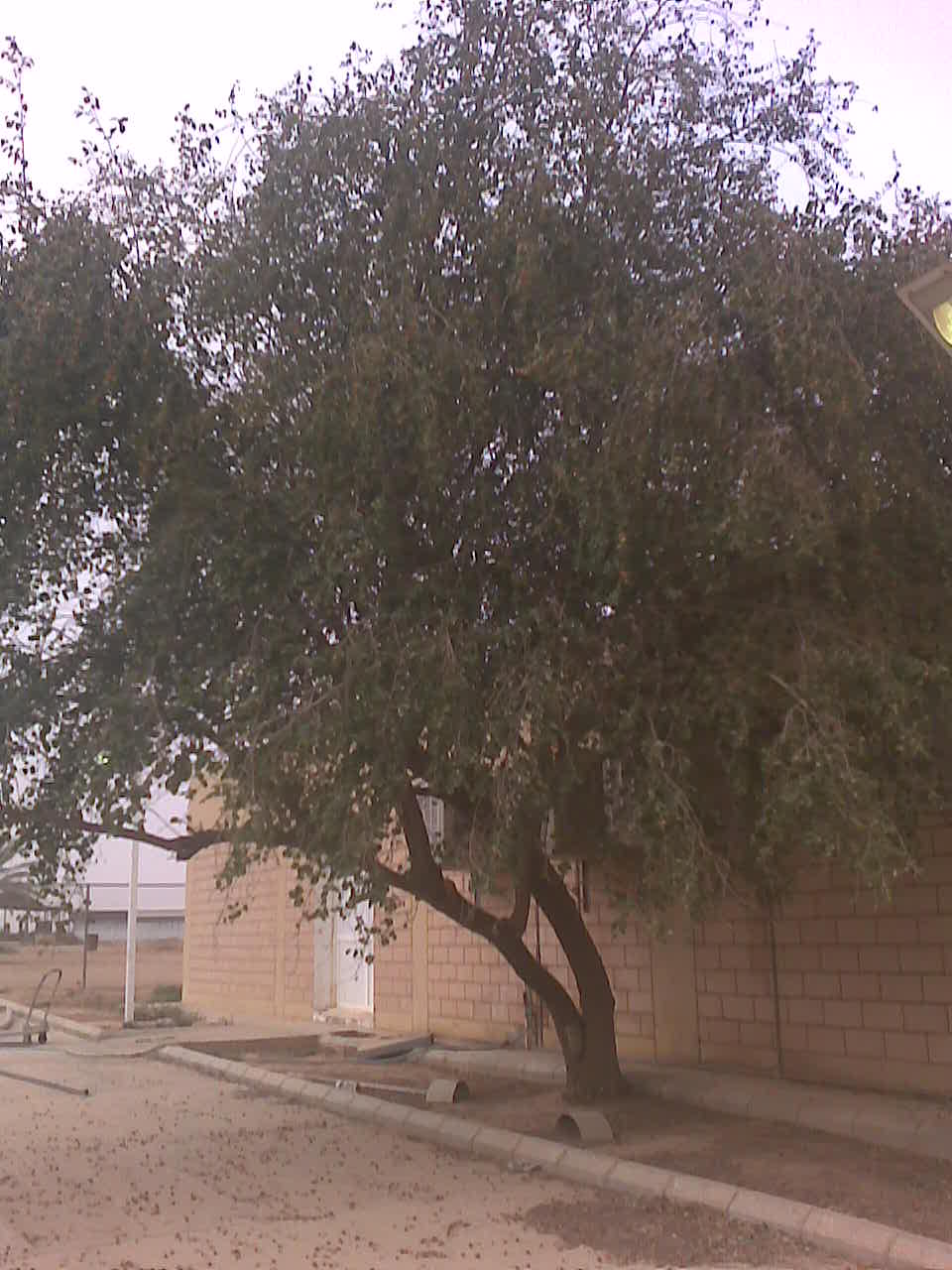 Herbal Remedies in Islaam: Sidr in Islaam