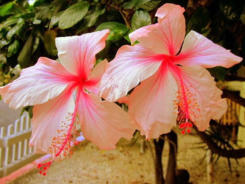 Comfort Spiral: Flowers of Hawaii