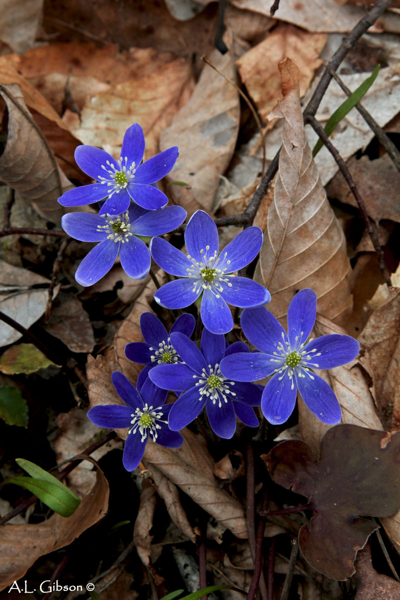 The Buckeye Botanist: The Many Faces of Sharp-lobed Hepatica