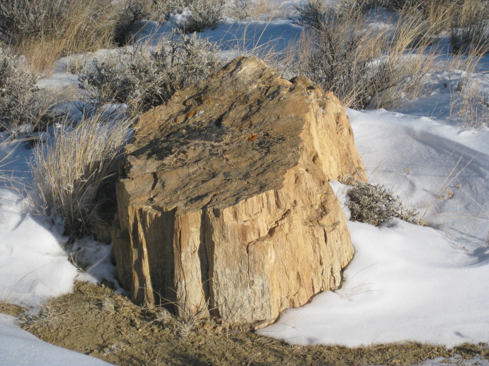 Rocinante Press: Wyoming Dispatch: The Petrified Forest and Reaction