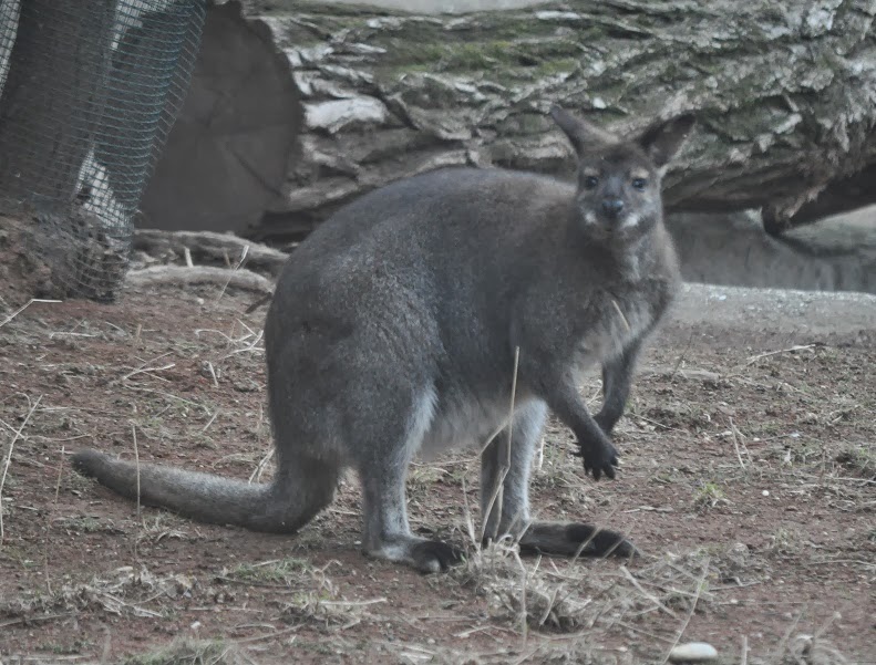 ZOOTOGRAFIANDO (6.100 ANIMALS): WALLABY DE BENNETT / RED-NECKED WALLABY ...
