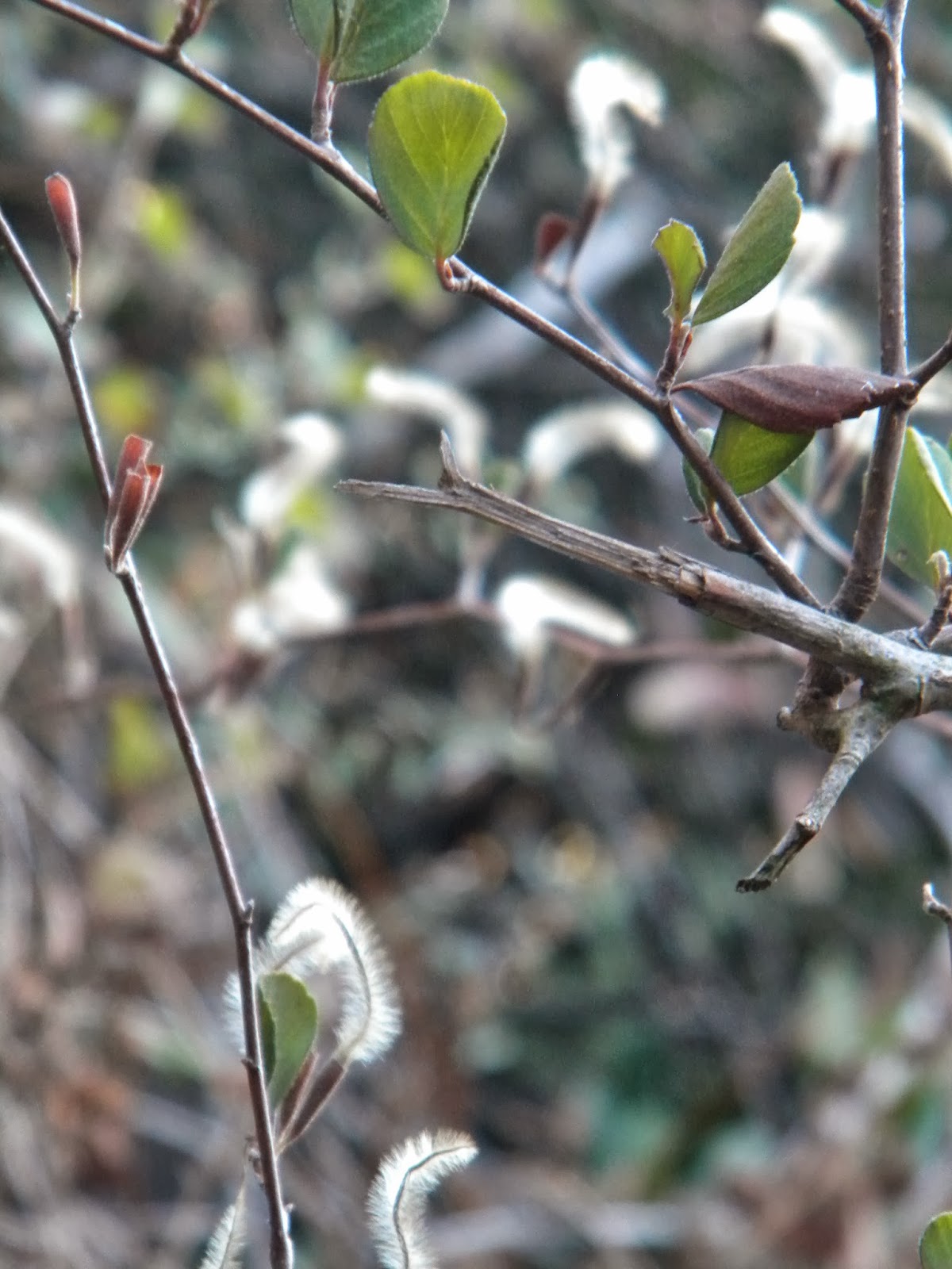 WEB OF EVIL (& ENNUI): Fuzzy Tree