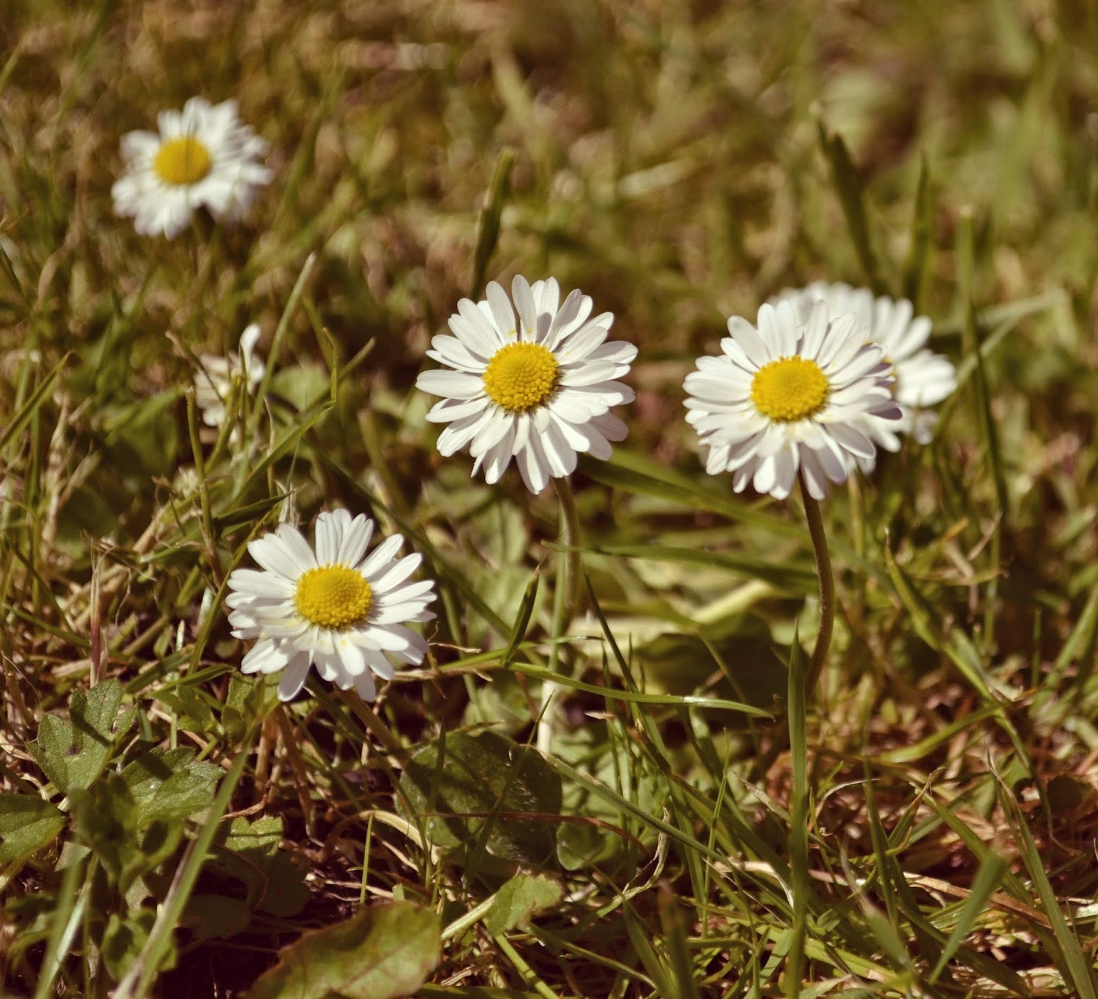 Lemon Daisy Tart - A Kingdom For A Cake