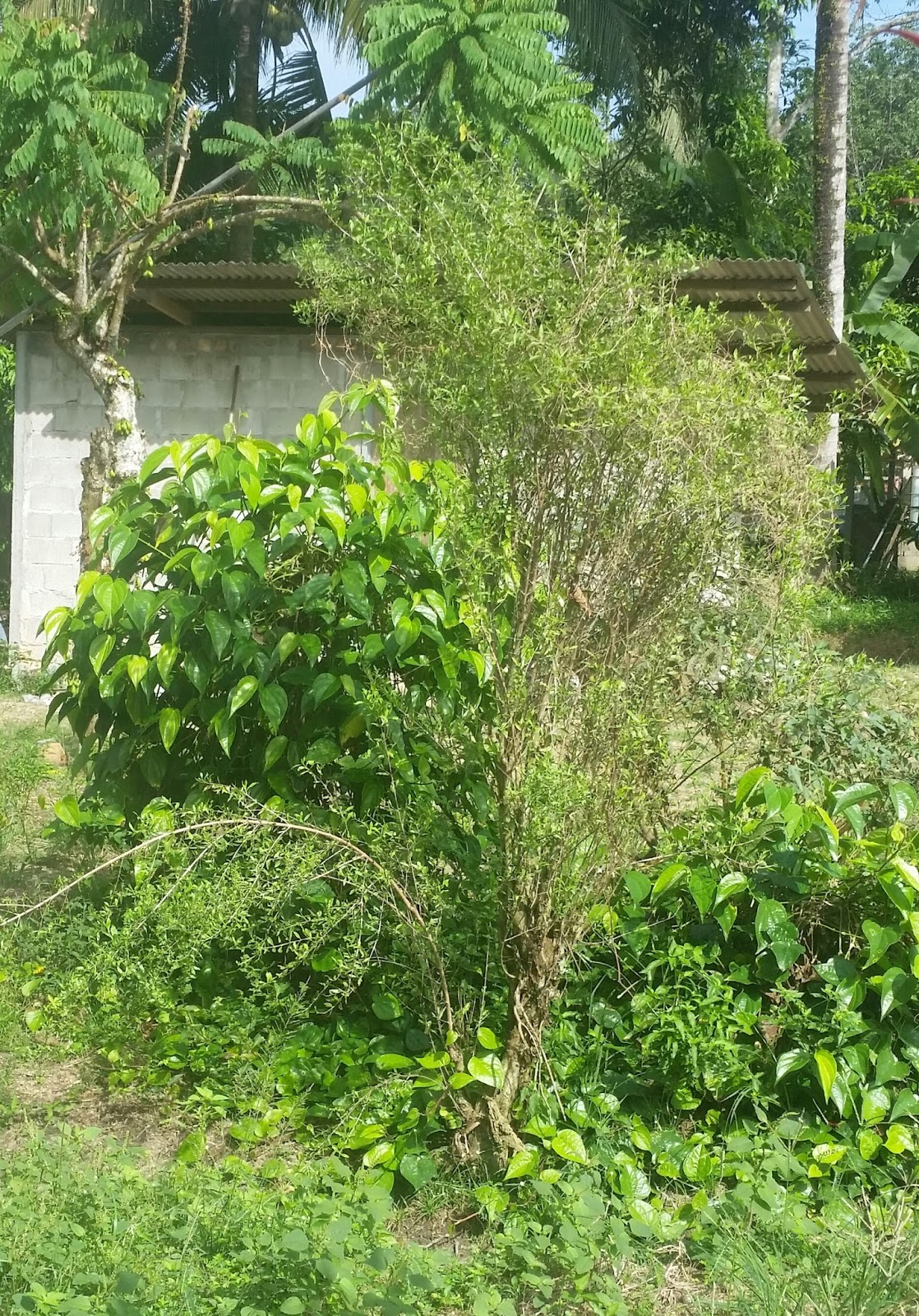 Warisan Petani: Pokok Inai.