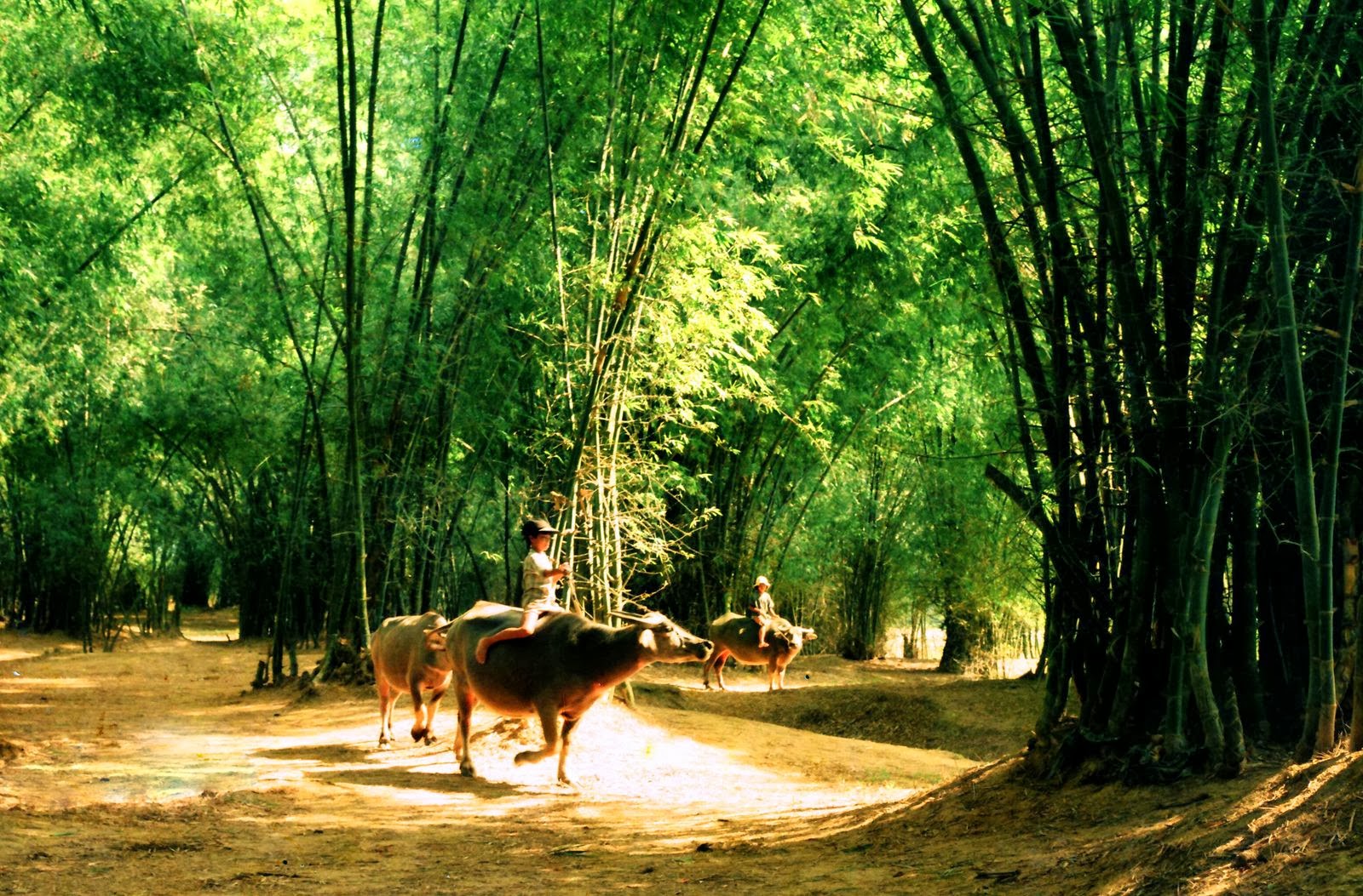 BBAMBOO SCREEN : Tre Việt Nam ( Bamboo tree in Vietnam)