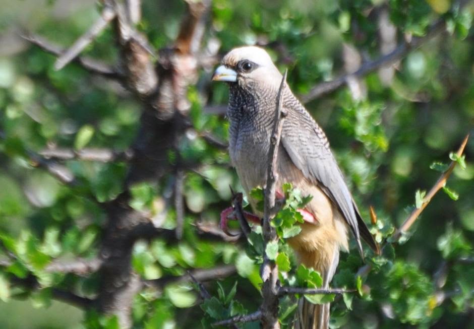 Tierra de cucos, cuclillos, críalos, turacos: Pájaro ratón cabeza ...