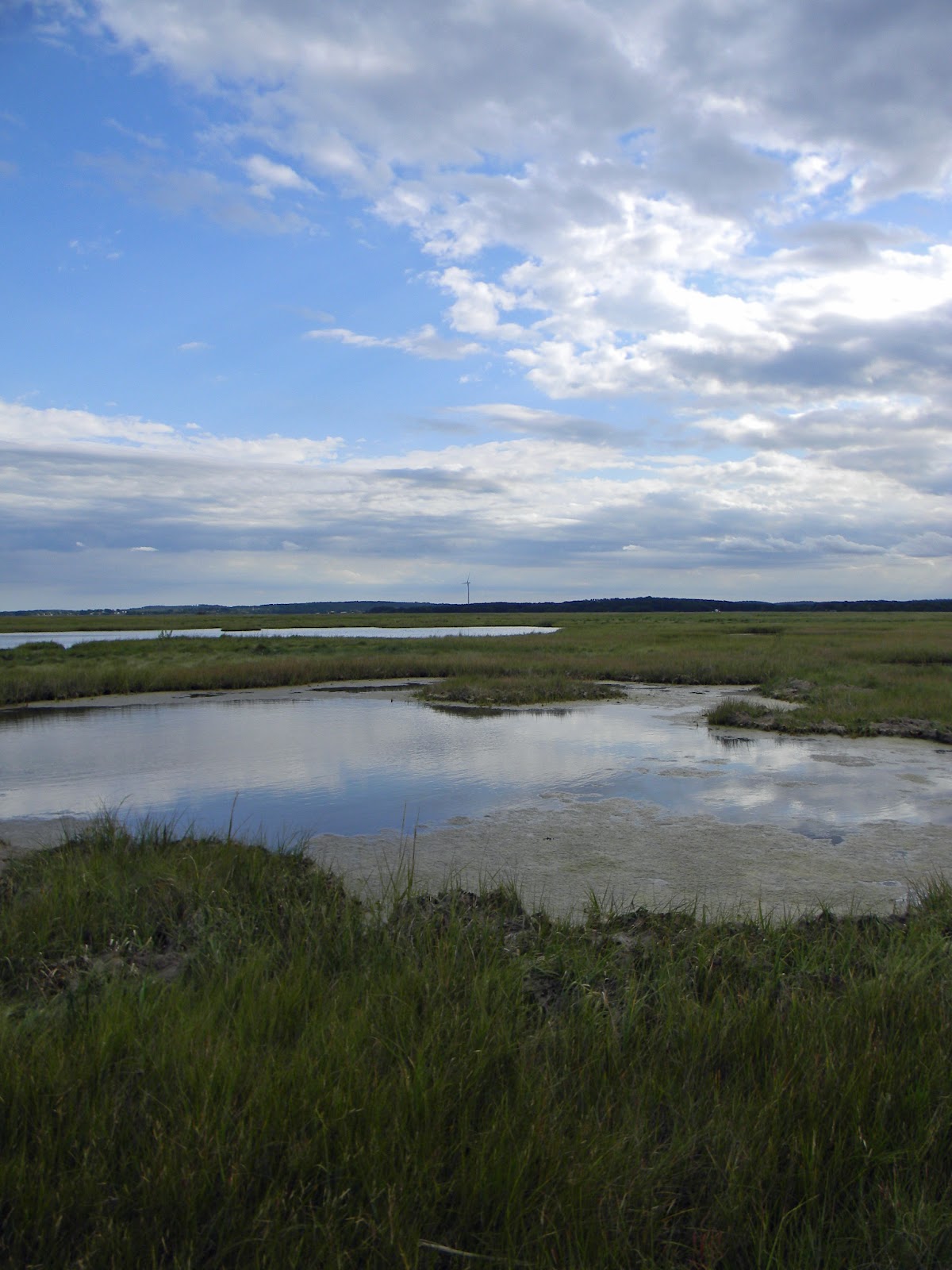 The Plover Warden Diaries: rough meadows revisited