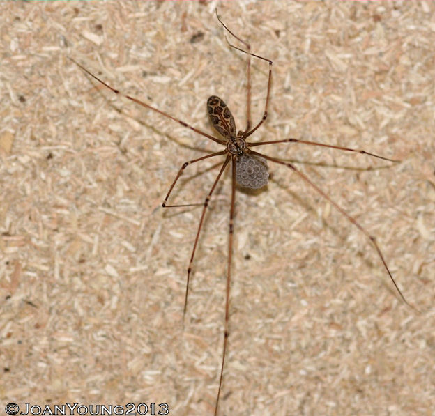 South African Photographs: House Daddy-long-legs (Smeringopus Sp)