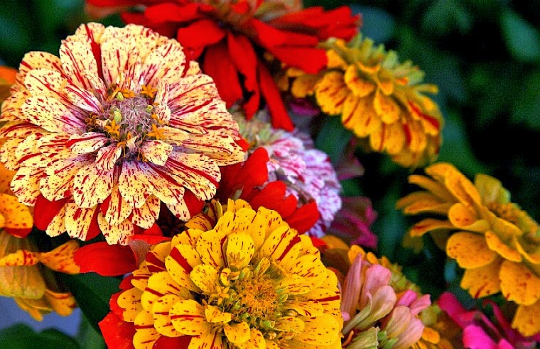 Seminte si plante de gradina hobby: Carciumarese