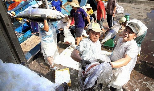 12/08/2014: Vietnam’s first catch of tuna fished with Japanese ...