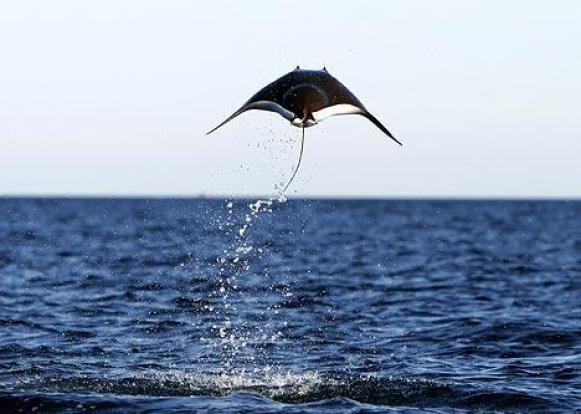 Belgi(an)Droid: Raie manta: nouvel engin volant de la NASA