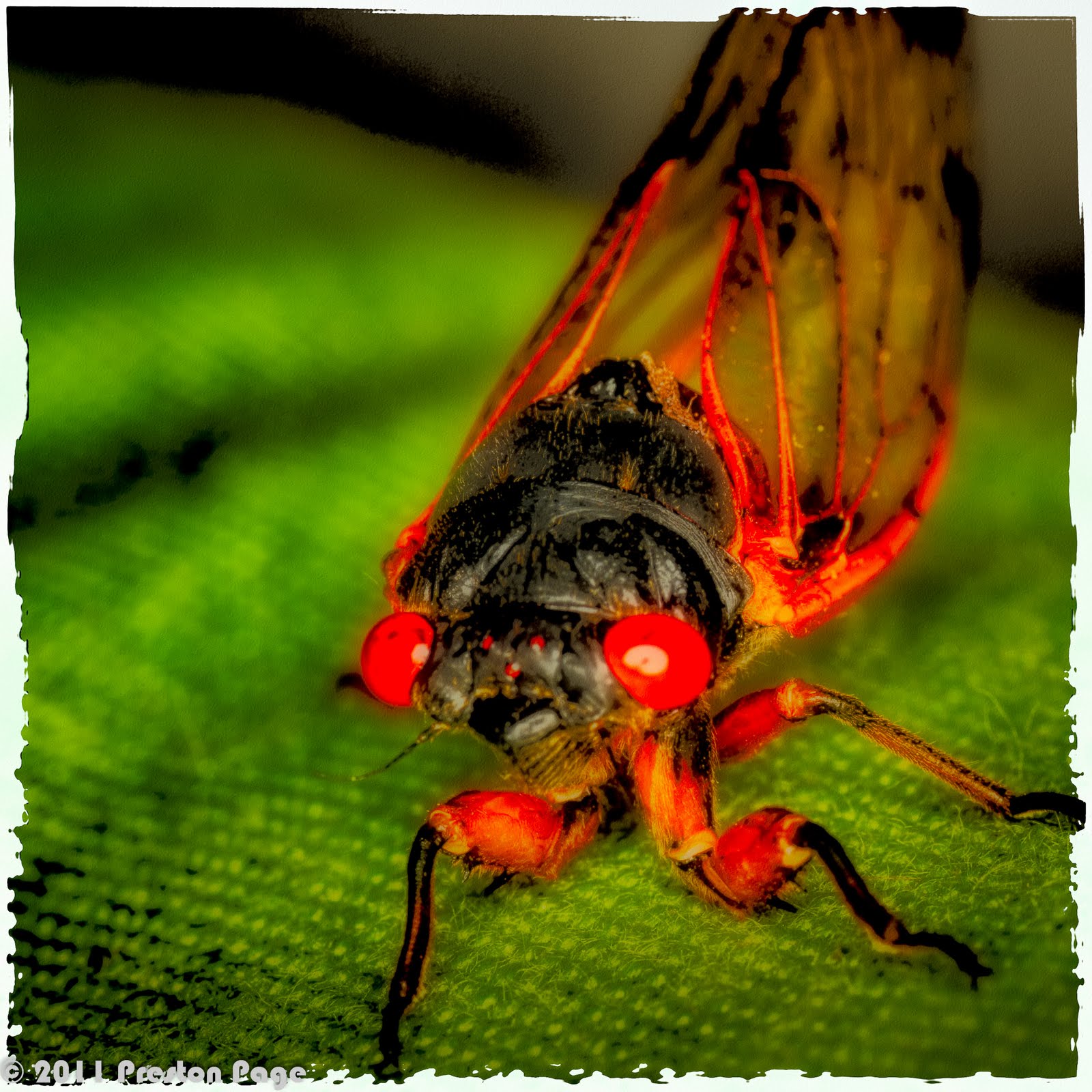 Scenes of St. Louis: Zombie Cicada HDR