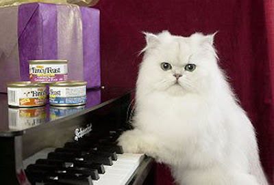 Catsparella: Former Top Chef Contestant and Fancy Feast Cat Offer ...