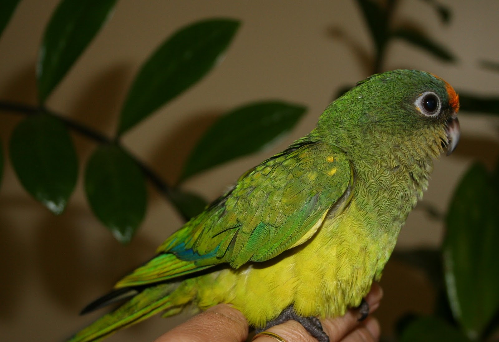 CRIADOURO MANDARIM: ARATINGA AUREA - PERIQUITO REI