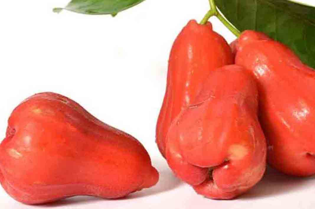 Nice and Taste. Benefits of Water Guava for Health ~ marcosimoncelli