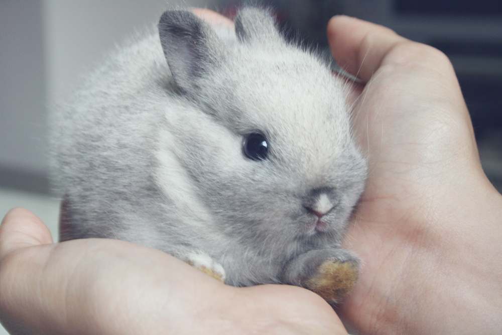 Cute!: Baby Bunny Saturday!