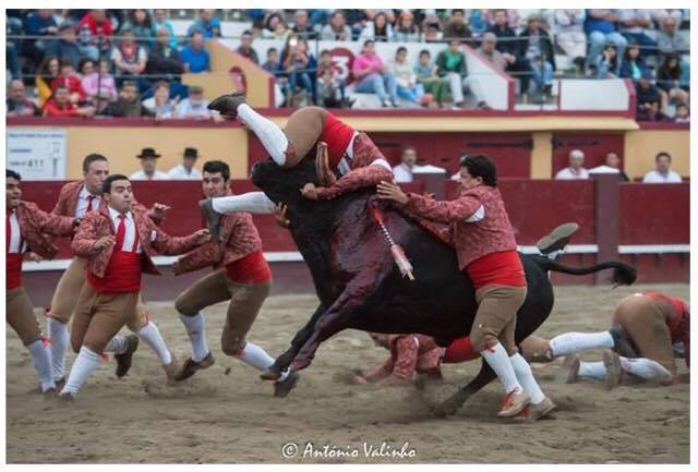 Farpas Blogue: Forcados de Turlock brilharam na Ilha Terceira