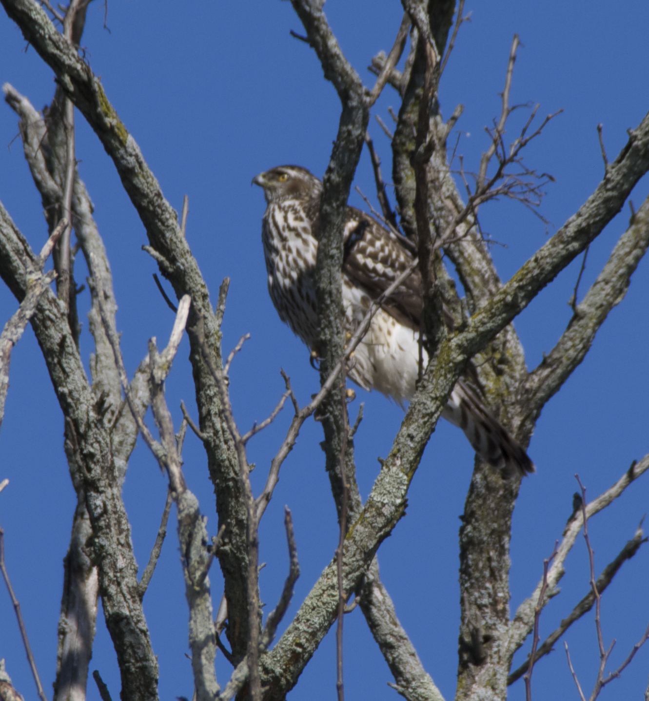 Prospect Park Bird Sightings & North Brooklyn Nature News: Goshawk ...