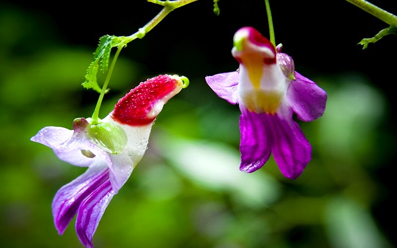 Naturaleza salvaje Blog: Impatiens psittacina