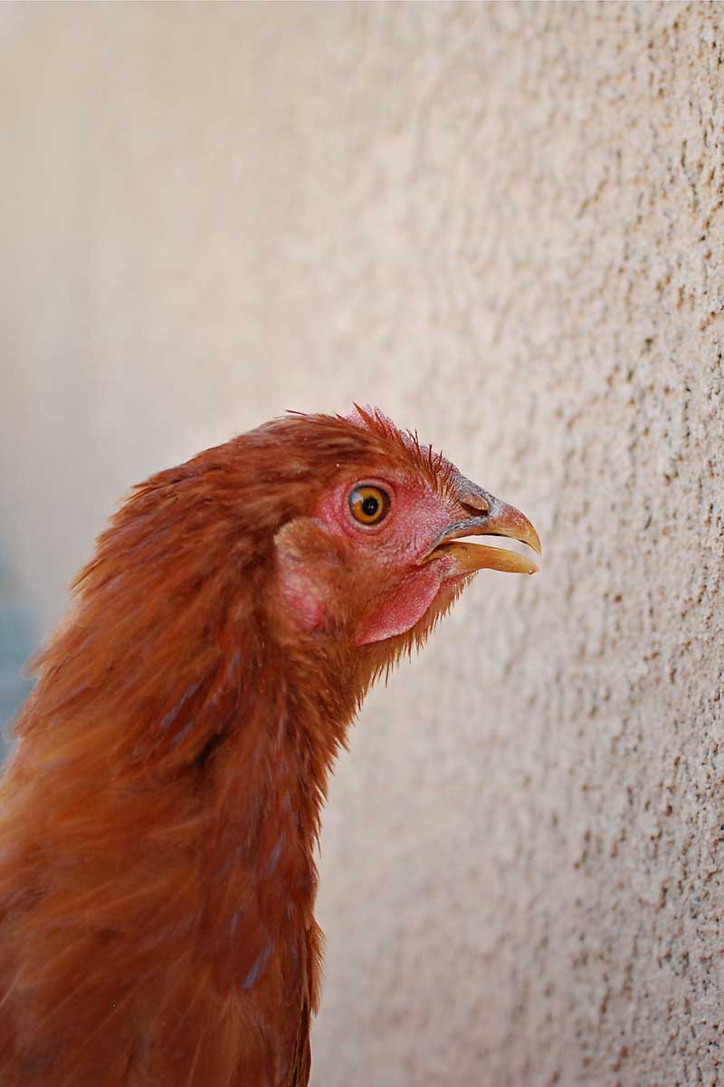 The 7MSN Ranch: The hens who stare at walls