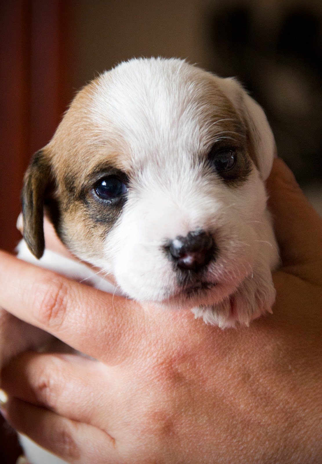 Loren McFarlane Photography: Susan Borthwick's Daxijack puppies...