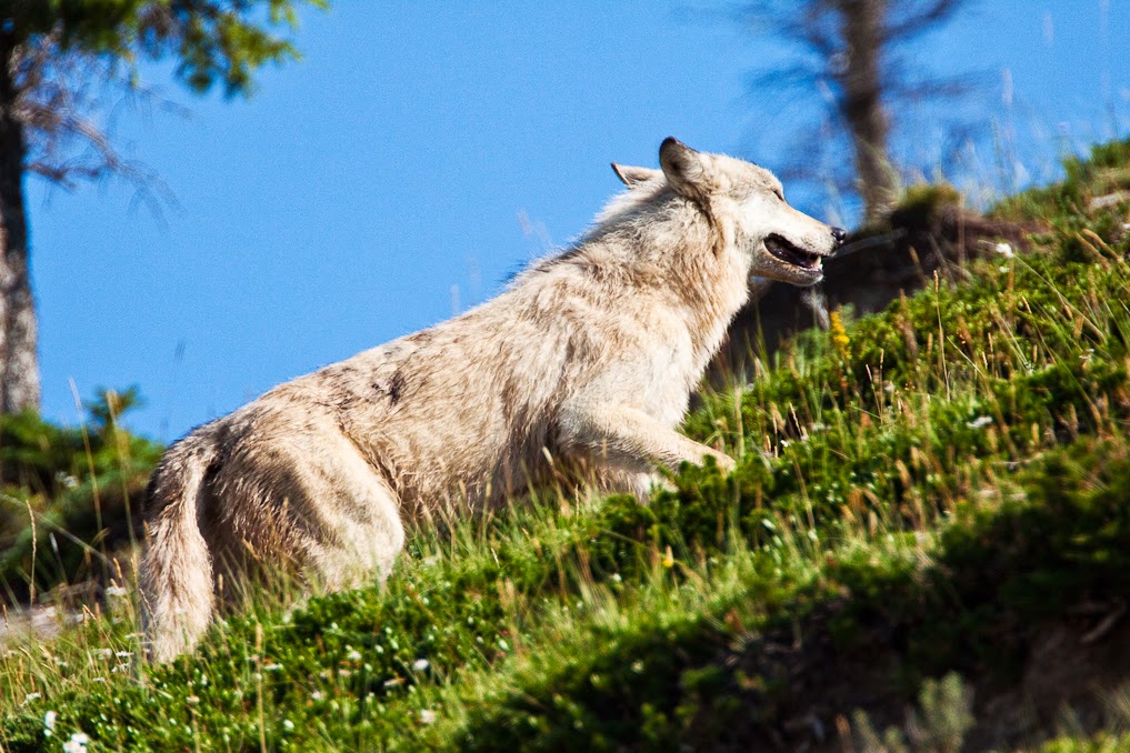 Jerry Mercier - just outside: On the hunt......