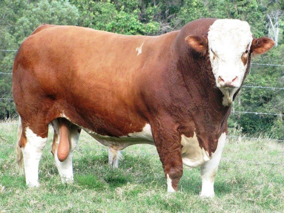 16+ Top Inspirasi Sapi Metal