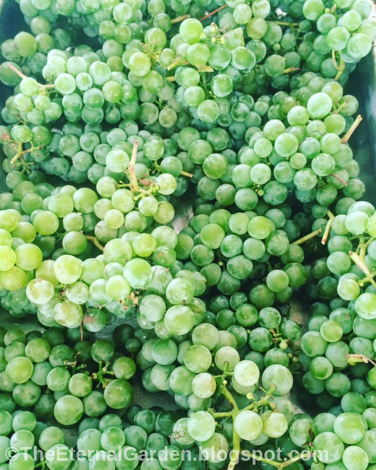 The Eternal Garden: Harvesting White Concord Grapes