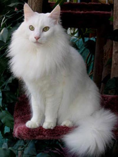 Gato Angora Turco, Turkish Angora.