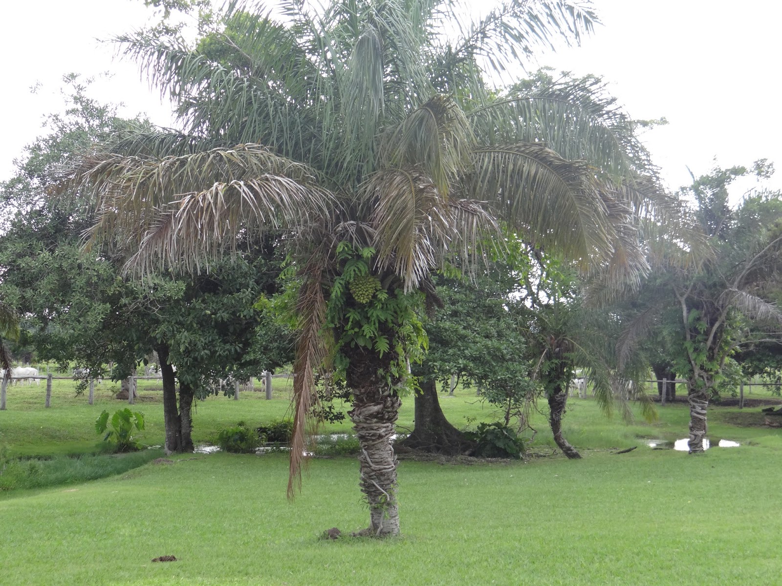 Blog do Ademir Carosia: Bacuri