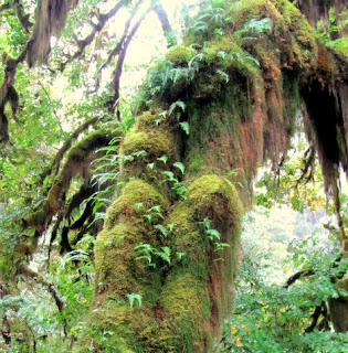 Travels of a Paradox: The Hoh Rain Forest
