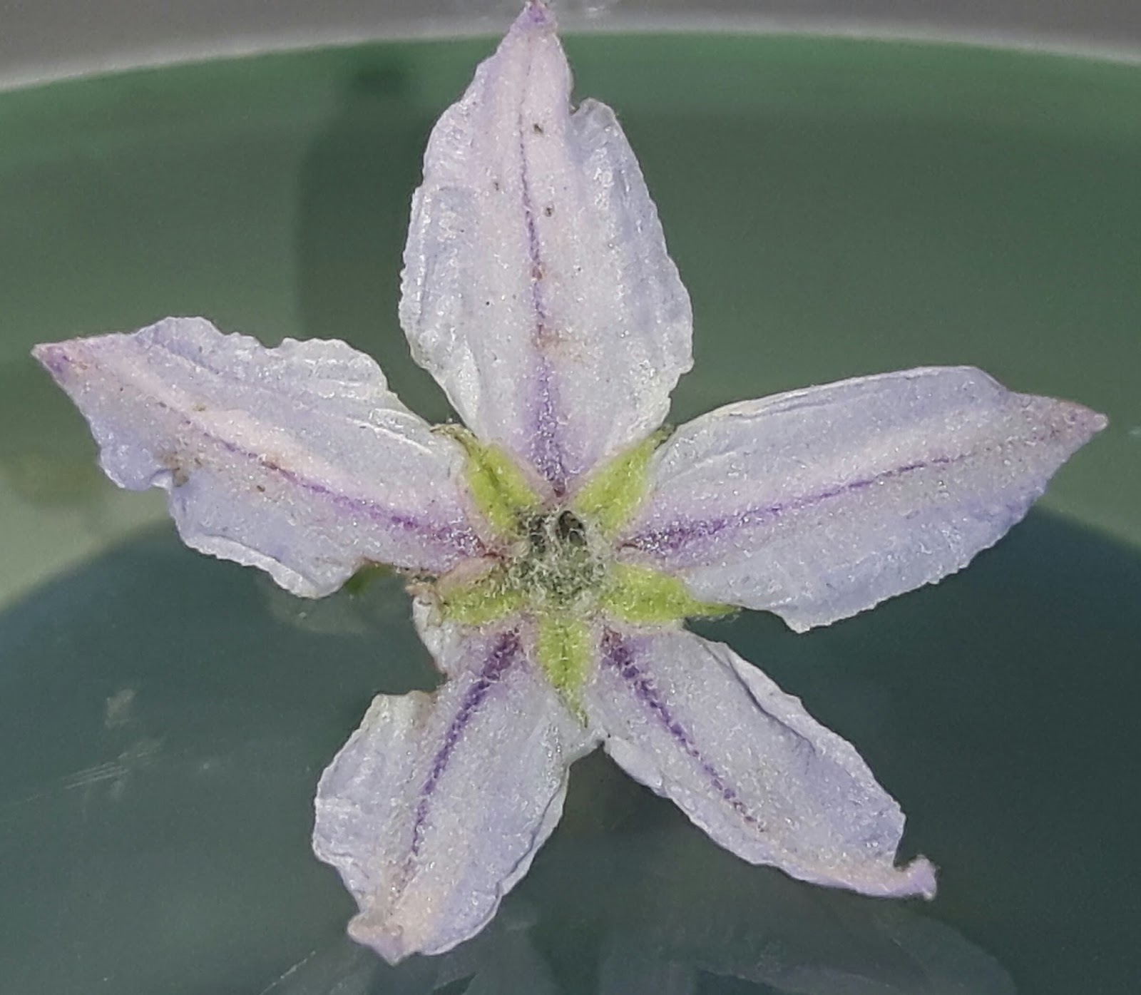 Flora campus I: Solanaceae - Solanum paniculatum L