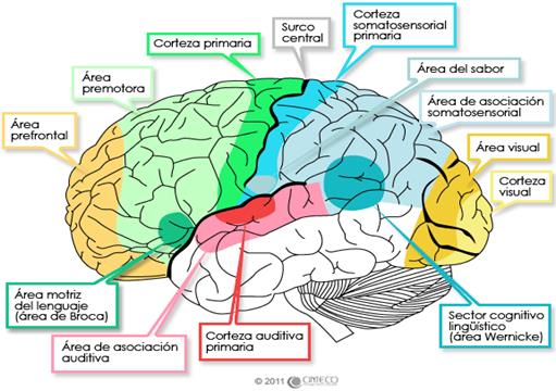 Desarrollo Cognitivo Prof: Jesús Andujar 2do Semestre 2016: EL CEREBRO