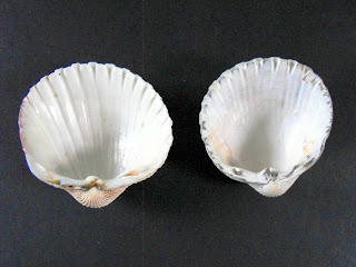Largo Baywatch: Cockle Shells