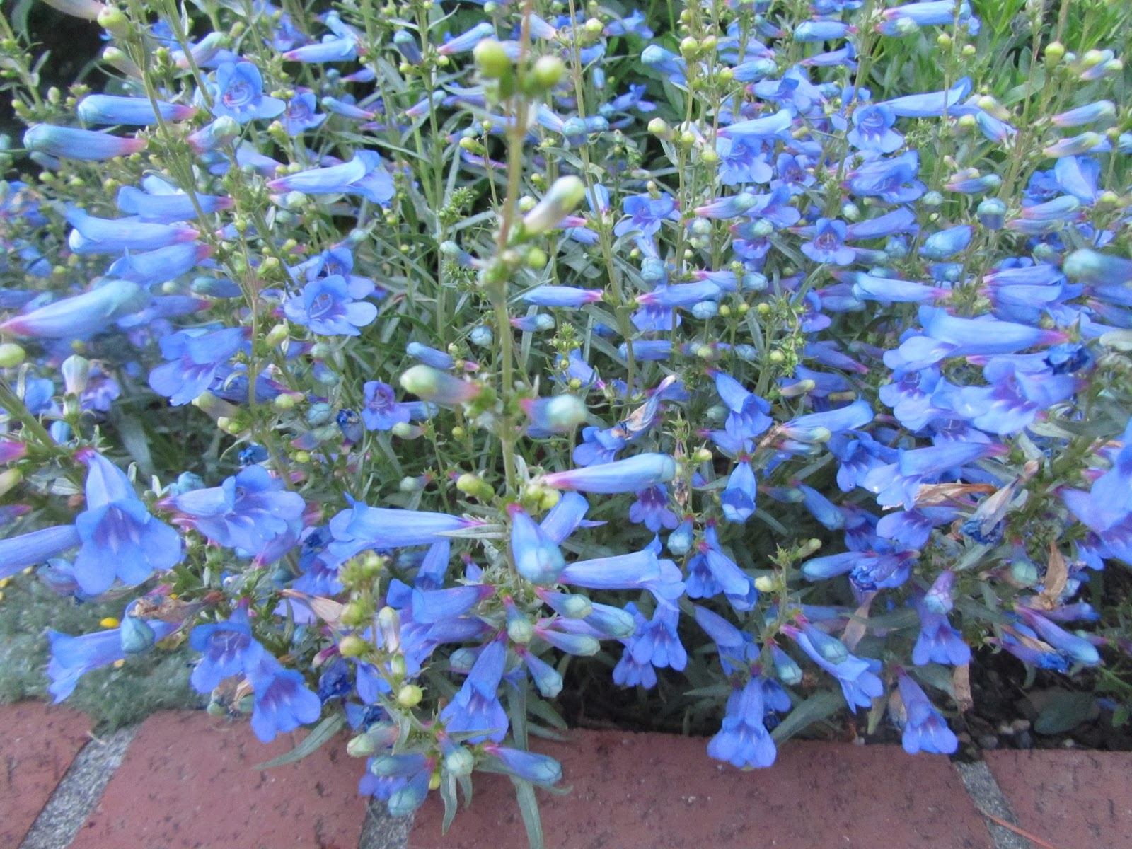 Four Hills of Squash: Electric Blue Penstemon