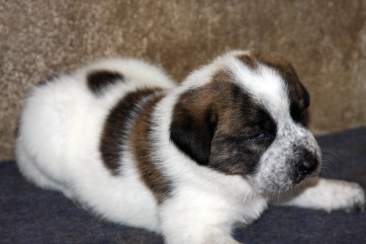 Alentejo - one of the most beautiful regions of Portugal: Rafeiro ...