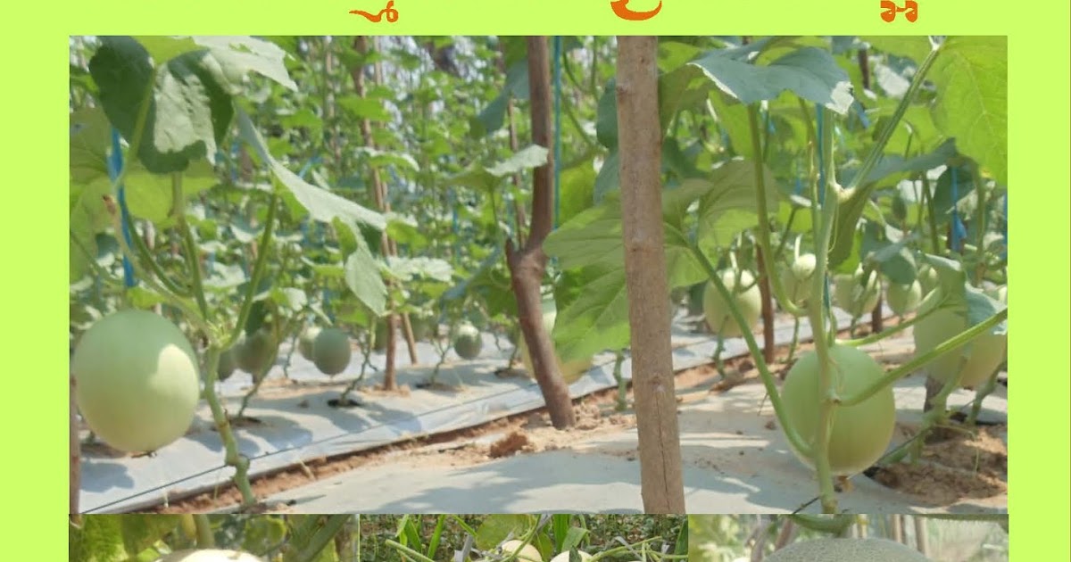 បច្ចេកទេសដាំដុះ ដំណាំត្រសក់ផ្អែម How To Grow Muskmelon In Khmer