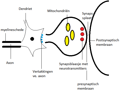 Samenvattingen: Biologie Samenvatting H5 §1, 2 & 3
