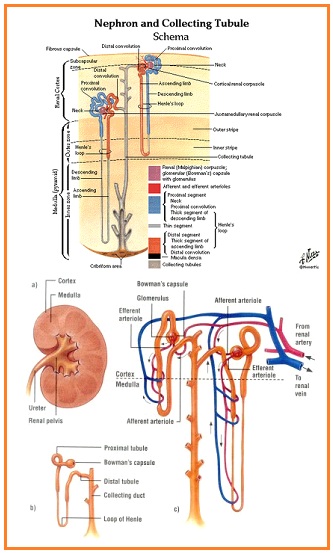 GINJAL/REN/KIDNEY | trisw212
