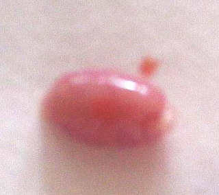 Dwi Erwin Kusbianto Publication: Say "No" to GMO (Genetically Modified ...