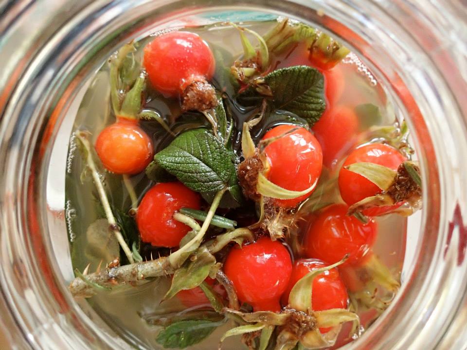 Fermenti_AMO microorganismi: Quali proprietà sviluppano i Fermentati ...