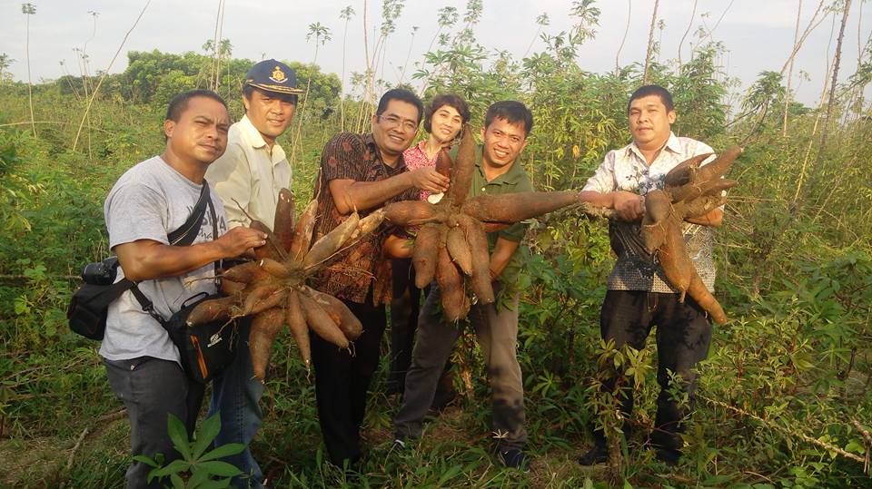 Jual bibit Ubi Gajah: Jual bibit Ubi / Singkong Gajah di MEDAN produksi ...