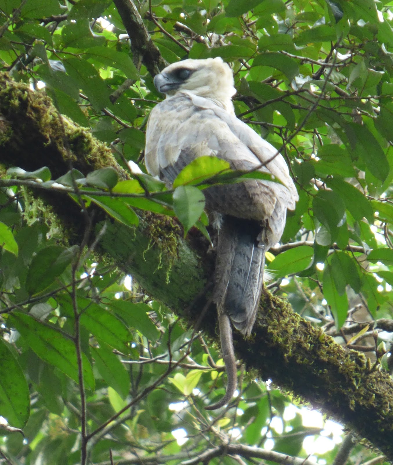 Pascale Petit's Blog: Harpy Eagle, Madre de Dios Peruvian Amazon