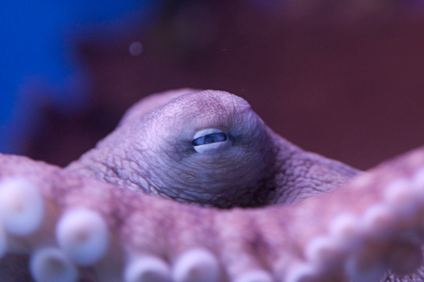 Anthropology: Homologous and Analogous Strucutres