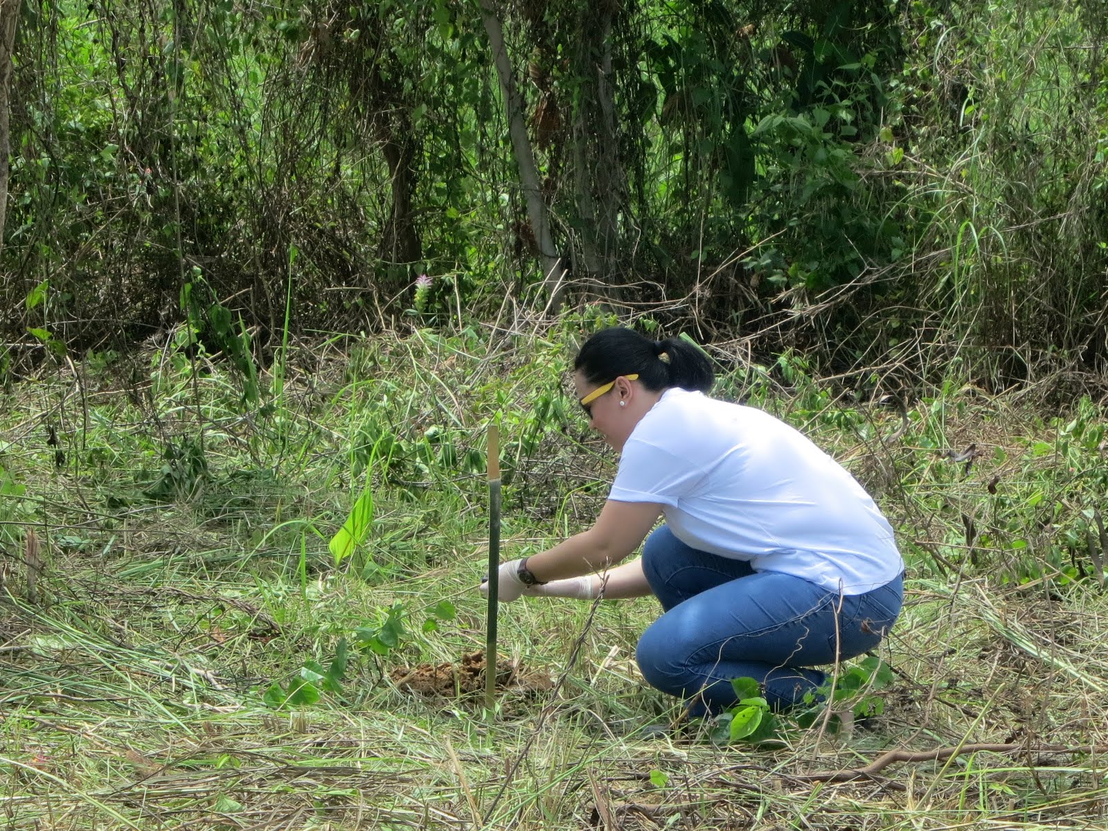 Ohhthat! by Tin: Planning a Tree Planting Activity